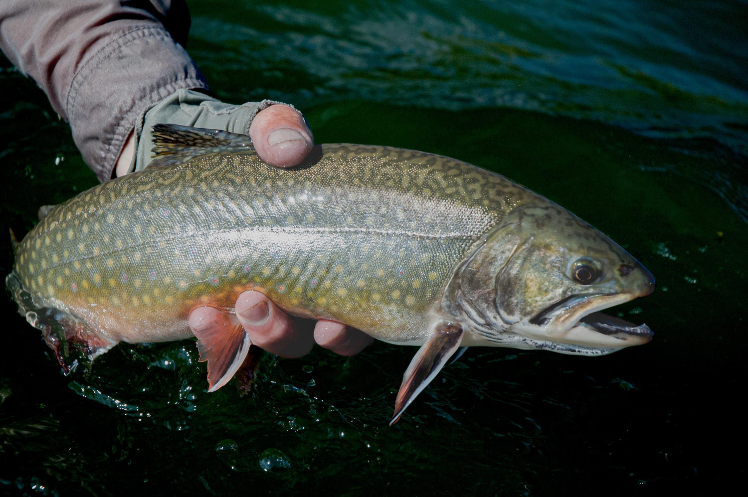 Fishing Reports – Henry's Fork Anglers