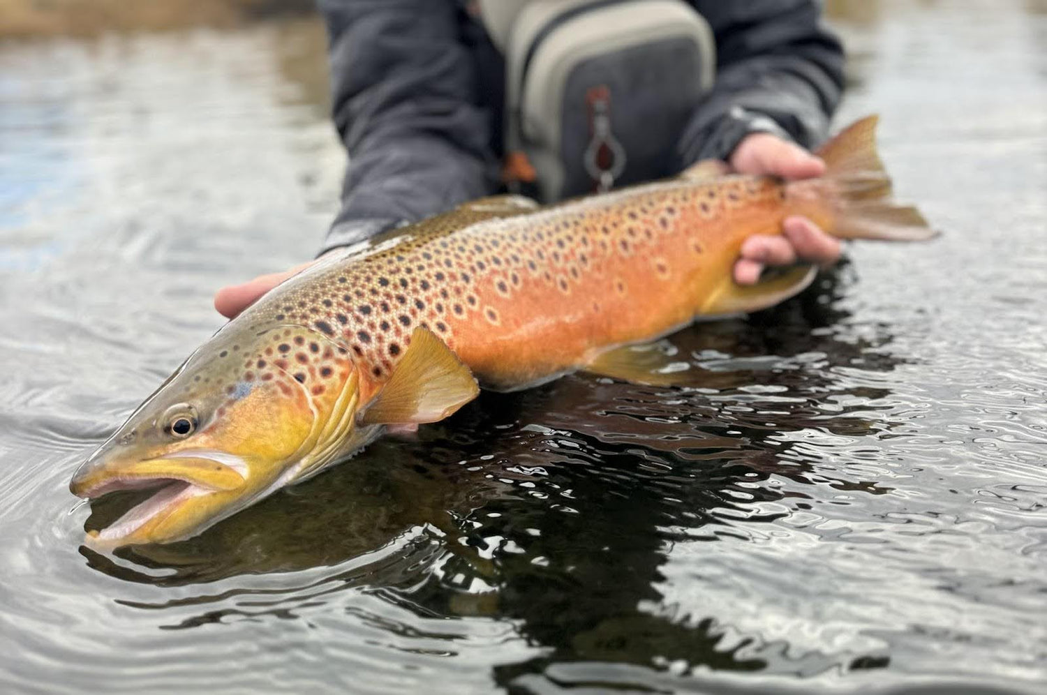 Fishing Report - October 3, 2025 – Henry's Fork Anglers