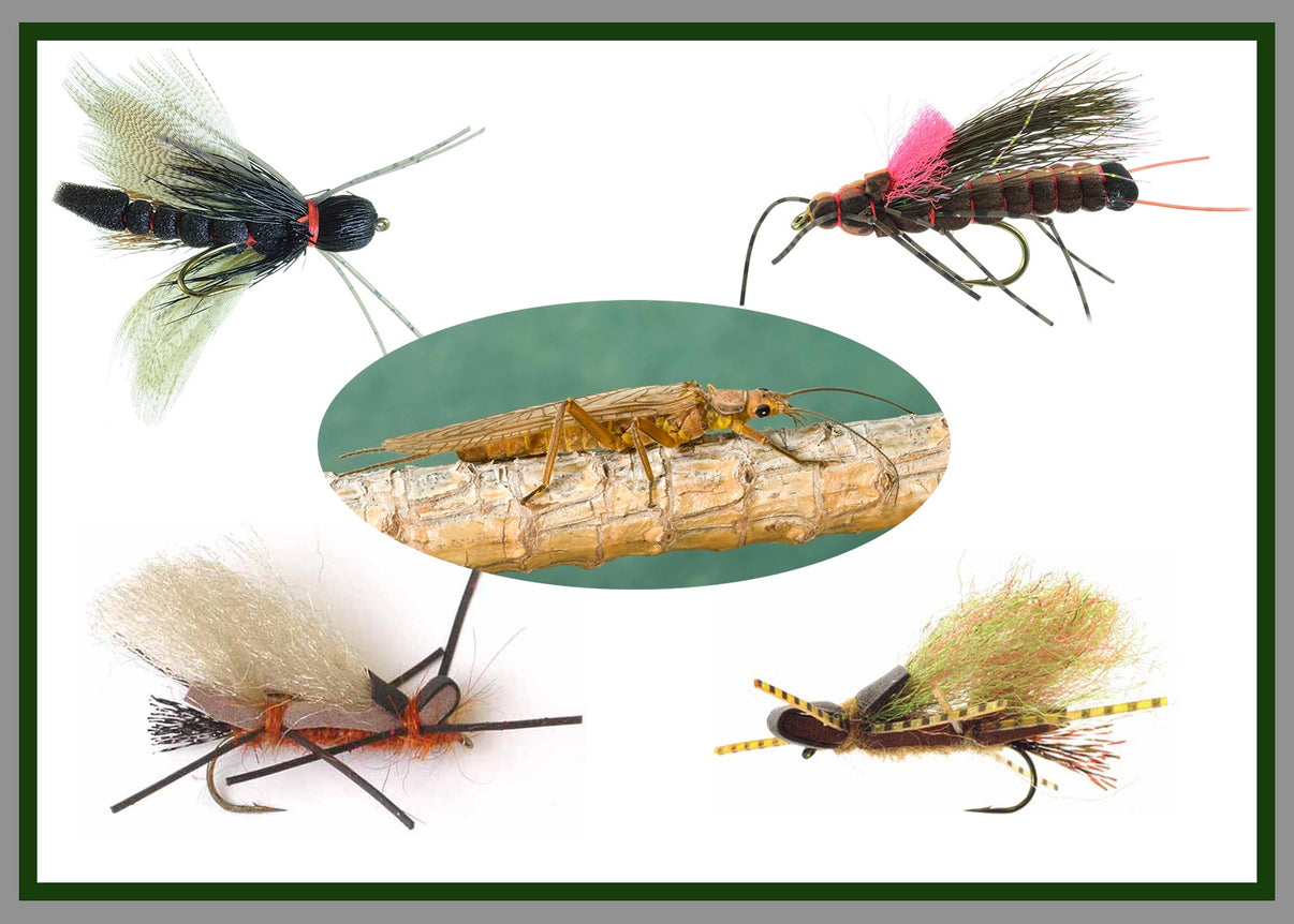 Stonefly Dry Fly Assortment – Henry's Fork Anglers